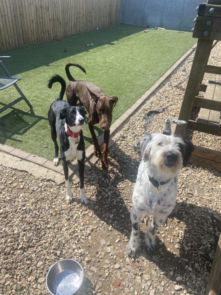 Elm View Kennels – Elm View Kennels & Cattery